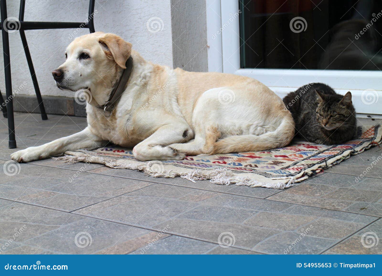Cat and labrador retriever stock image. Image of dream - 54955653