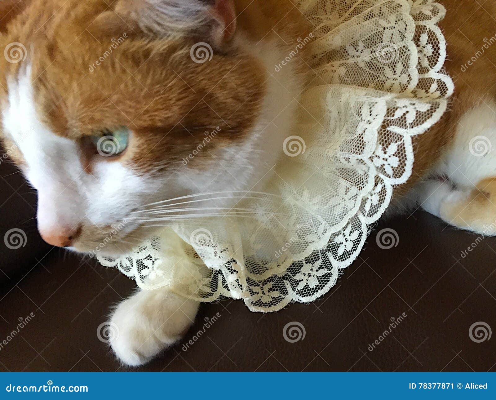 Cat with lace collar stock image. Image of textures, amusing - 78377871