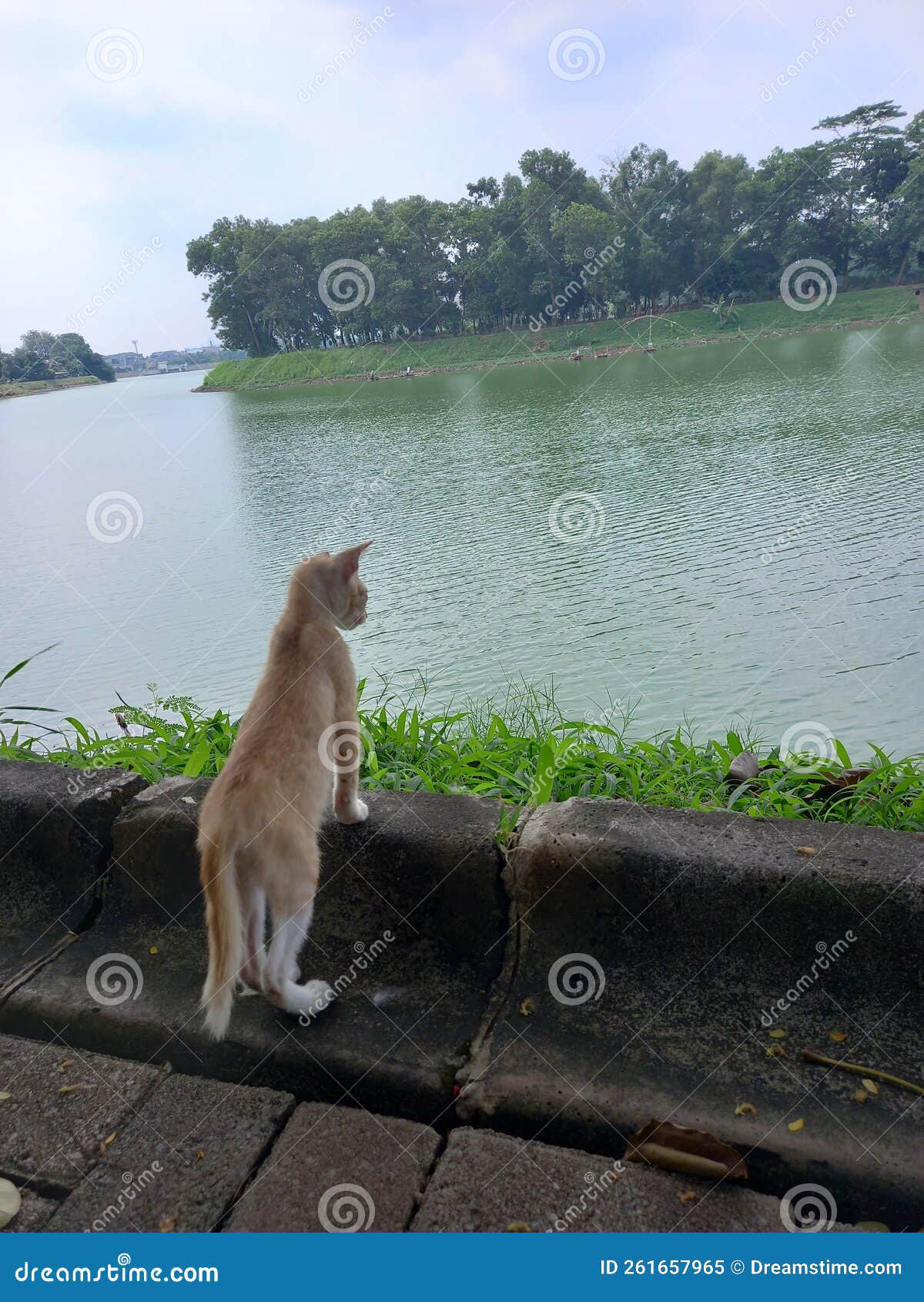 Cat by the Lake Looking at the Water Stock Image - Image of jungle ...