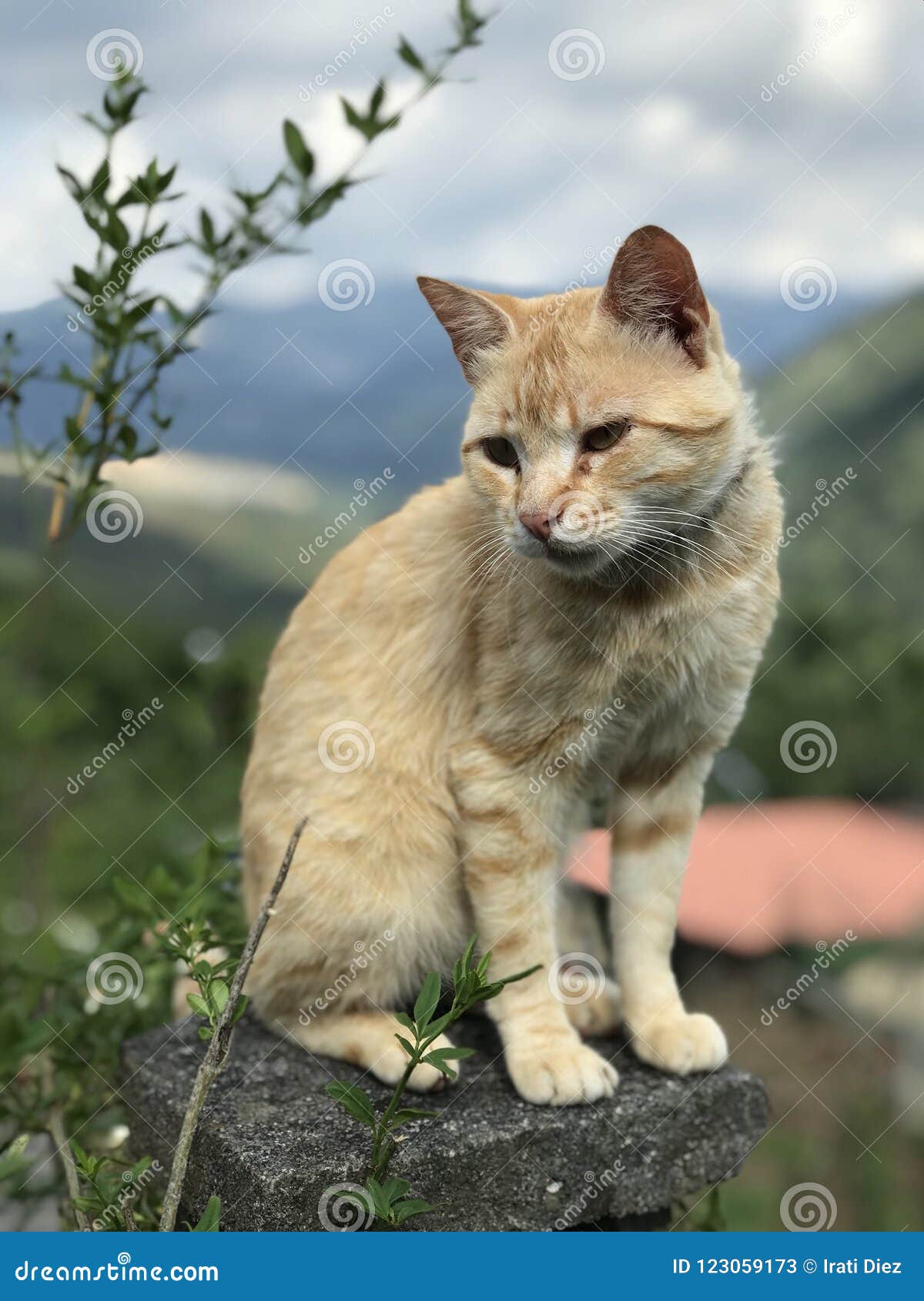Cat landscape stock image. Image of landscape, farm - 123059173