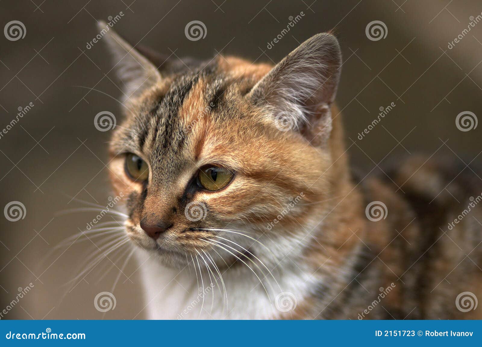 Cat landscape portrait stock image. Image of animal, head - 2151723