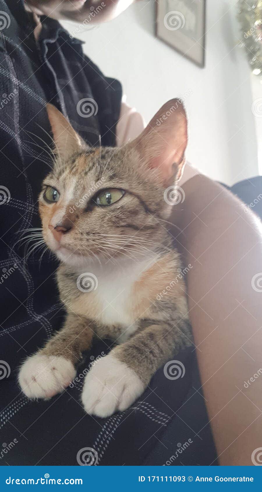 Cat on lap stock image. Image of love, animal - 171111093