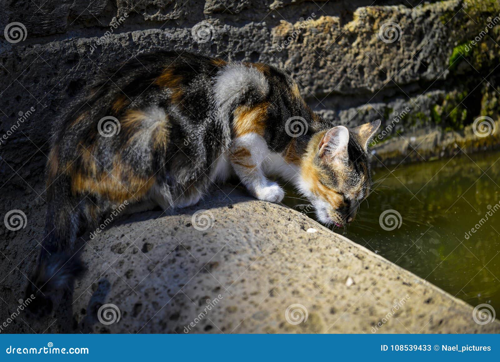 Cat lapping water stock image. Image of animal, fountain - 108539433