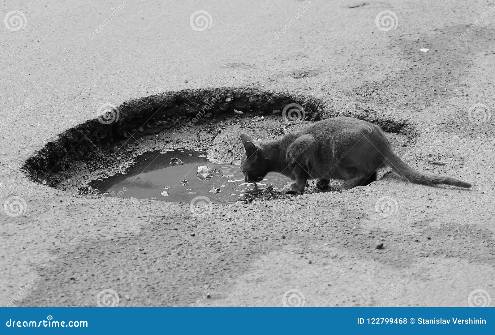 Cat lapping water stock photo. Image of cats, asphalt - 122799468