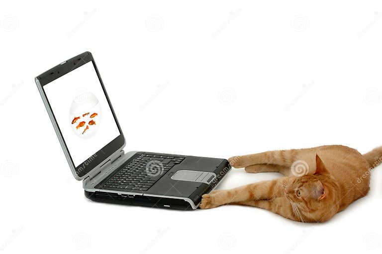 Cat and laptop stock photo. Image of studying, adorable - 2482042