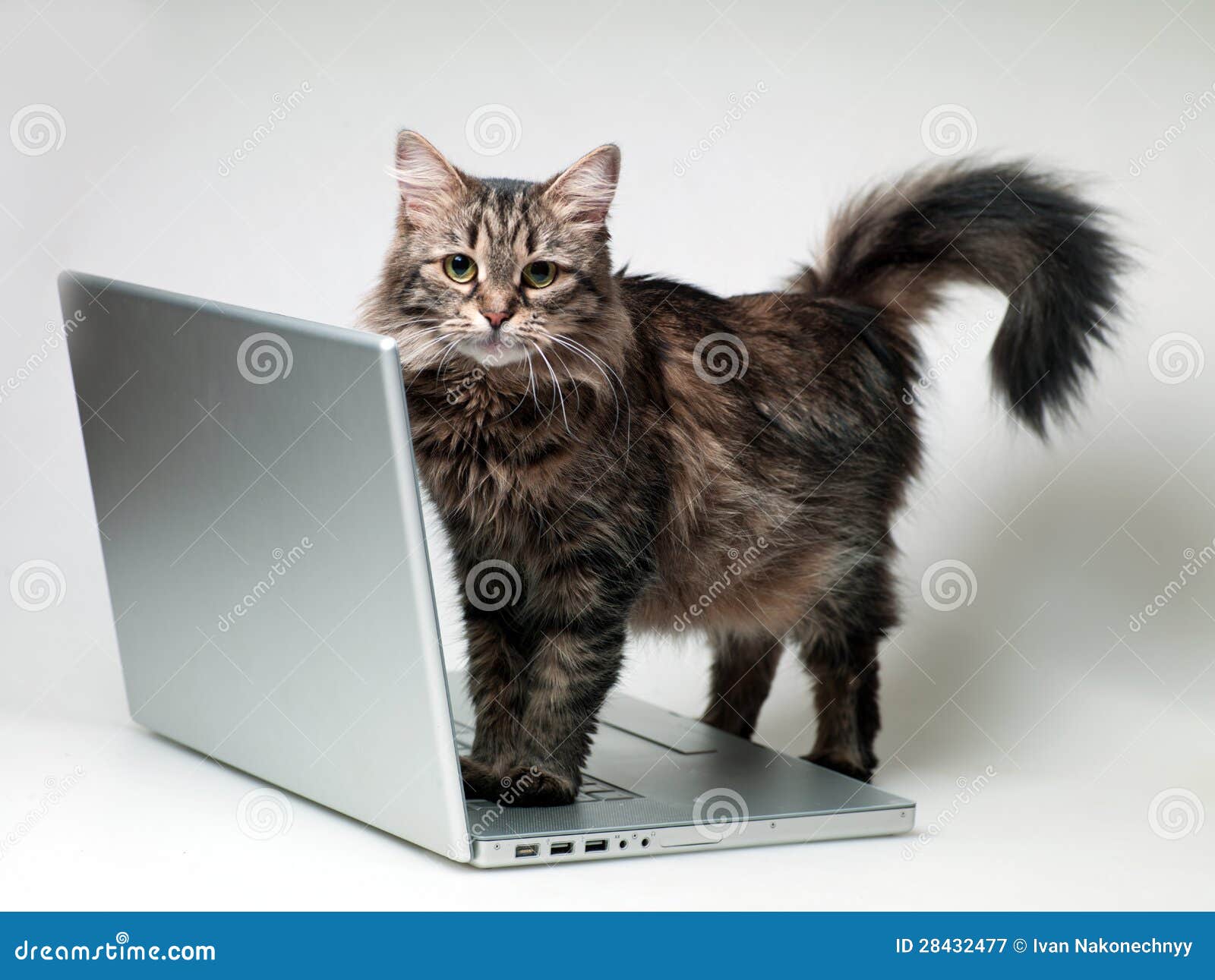 Cat with a laptop stock image. Image of tabby, portrait - 28432477
