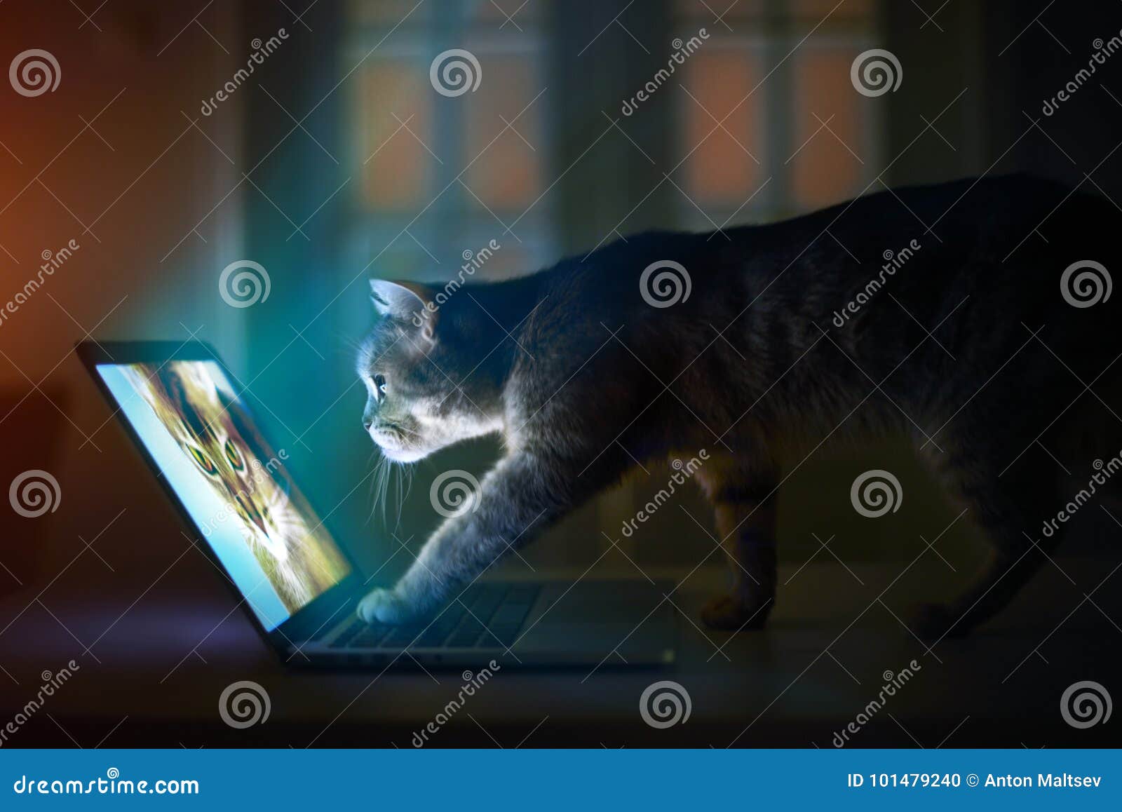 A cat with laptop stock photo. Image of concept, dark - 101479240