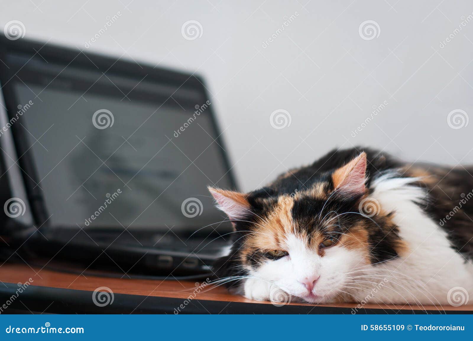 Cat and laptop stock image. Image of laptop, foreground - 58655109