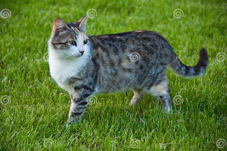 Cat on a lawn stock photo. Image of fluffy, cute, turning - 14866744