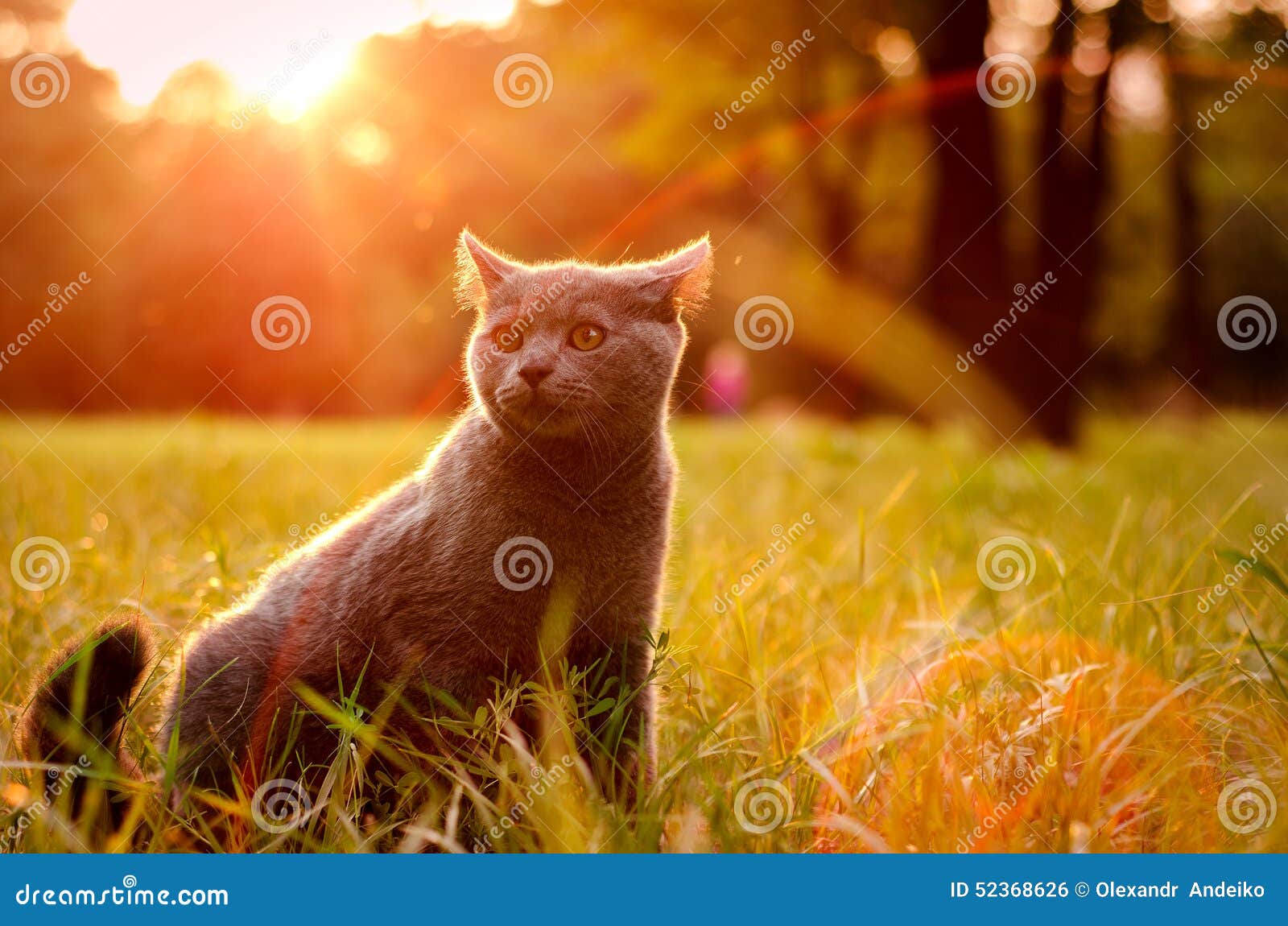 Cat on the lawn stock photo. Image of bright, cute, small - 52368626