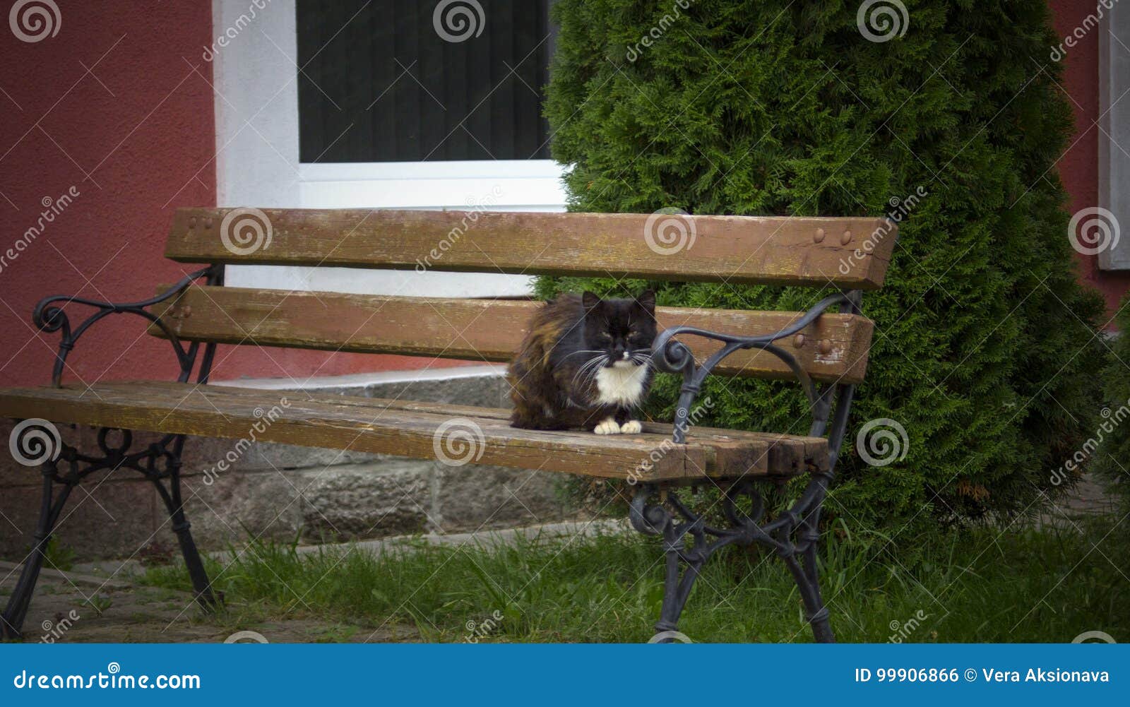 Cat on the bench stock photo. Image of white, greens - 99906866