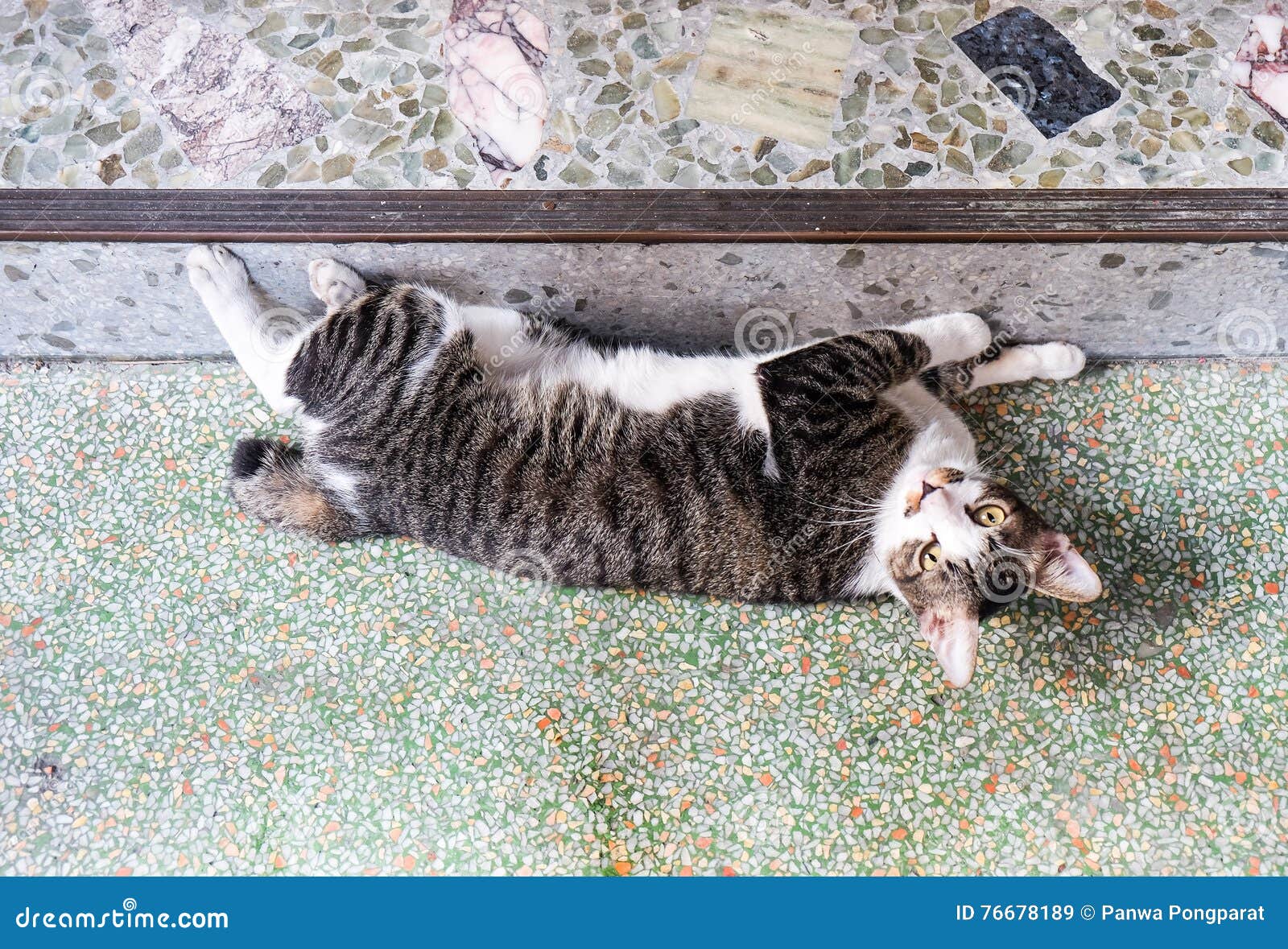 A Cat Lay Down and Looking at You Stock Image - Image of look, outdoor ...