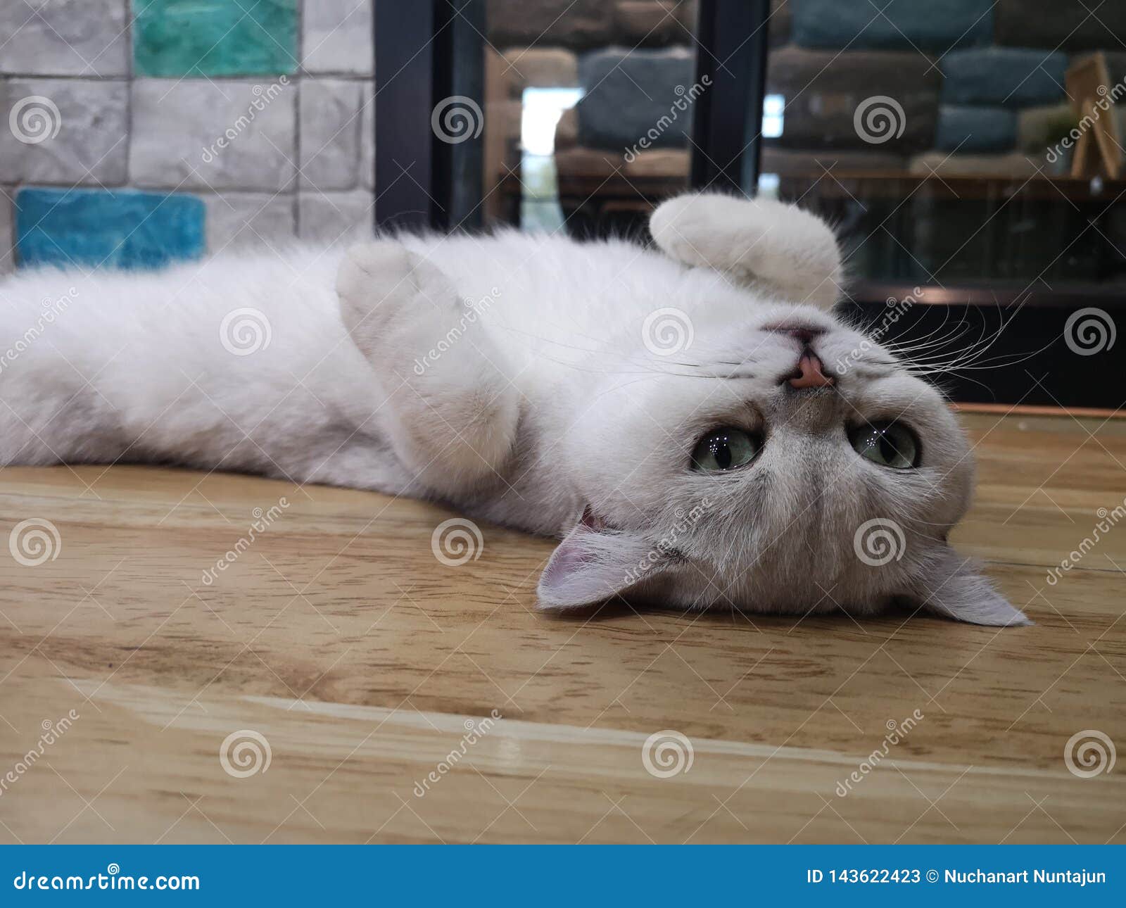 The Cat is Lay Down and Relaxing. Stock Image - Image of flur, relaxing ...