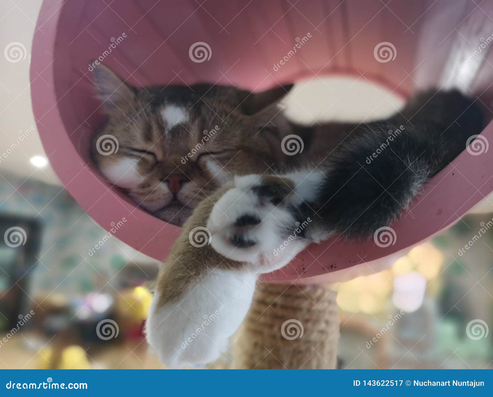The Cat is Lay Down and Relaxing. Stock Image - Image of flur, kitty ...