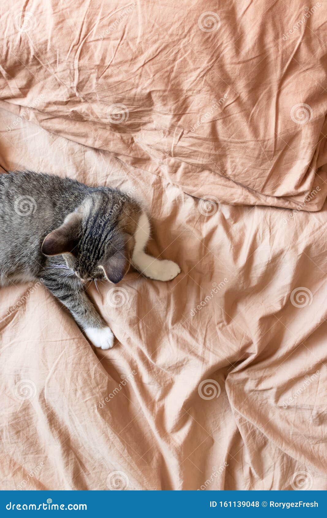 Cat laying in bed stock photo. Image of creature, feline - 161139048