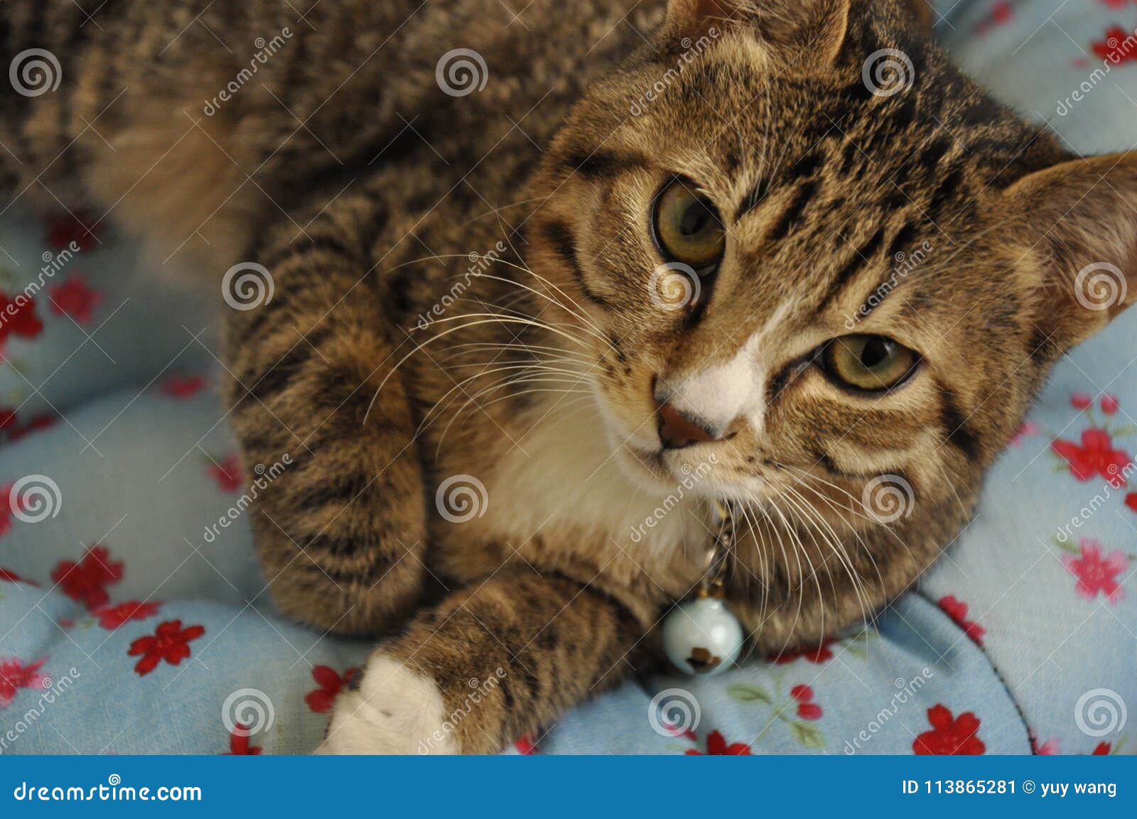 Sewn Cat Bed Stock Photos - Free & Royalty-Free Stock Photos from ...
