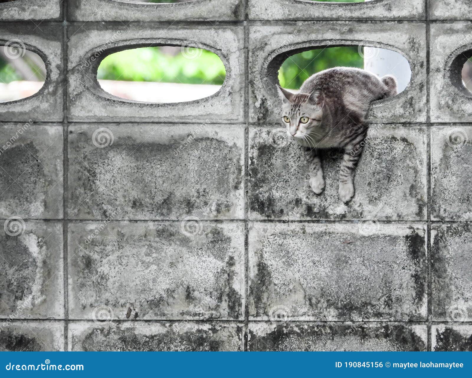 Cat is Laying on the Brick Wall. Stock Photo - Image of relief, laying ...
