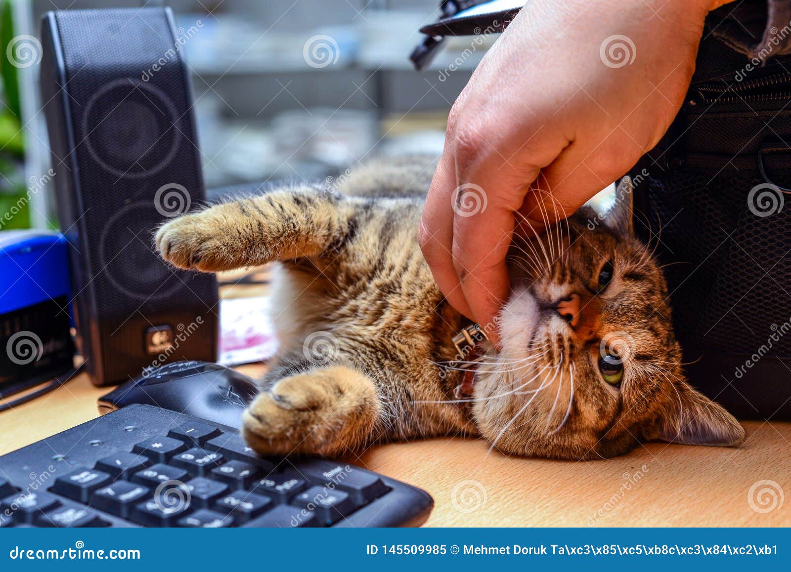 Cat Laying by the Computer Keyboard Looking Bored Close Up View Stock ...