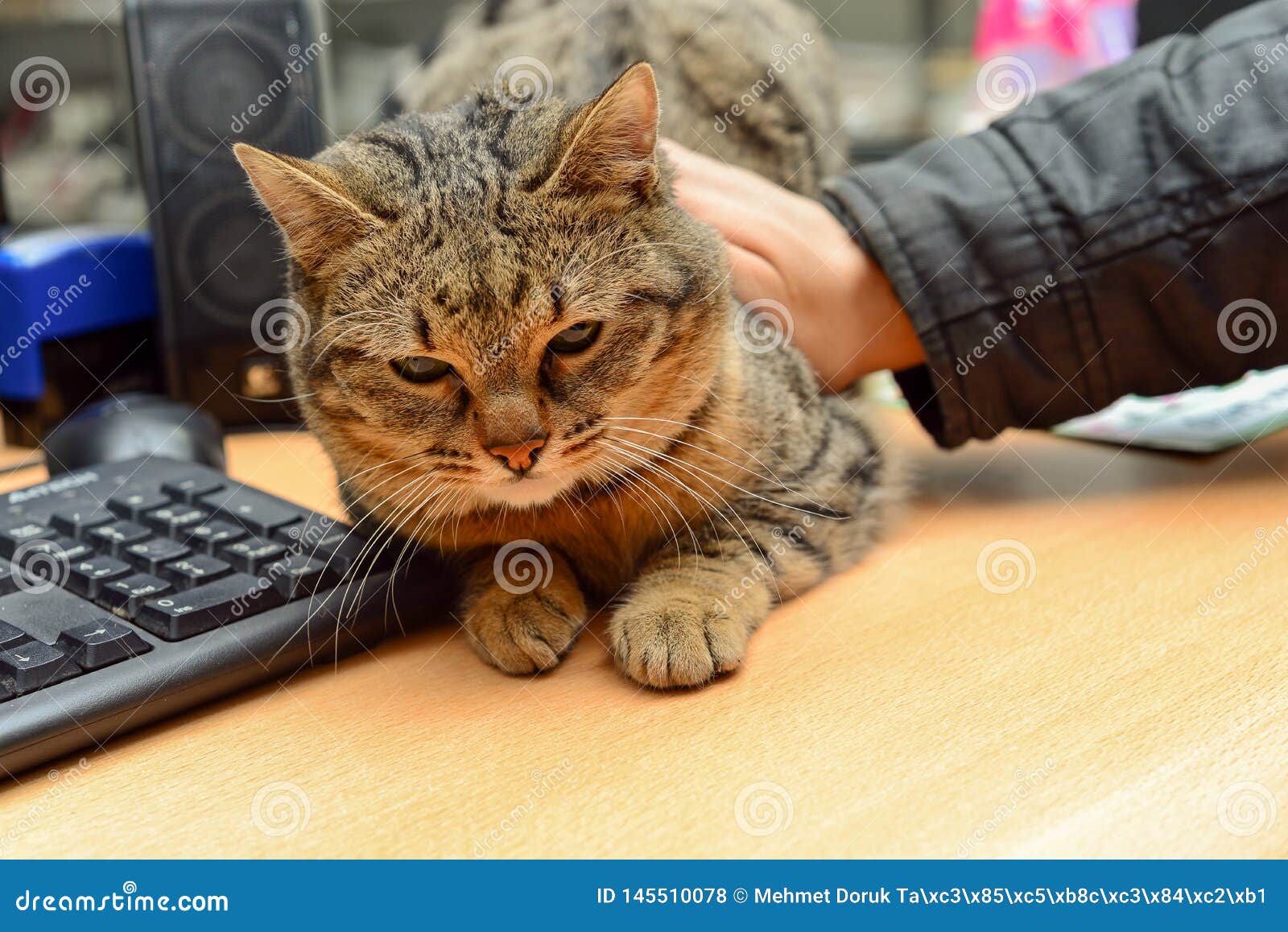 Cat Laying by the Computer Keyboard Looking Bored Close Up View Stock ...