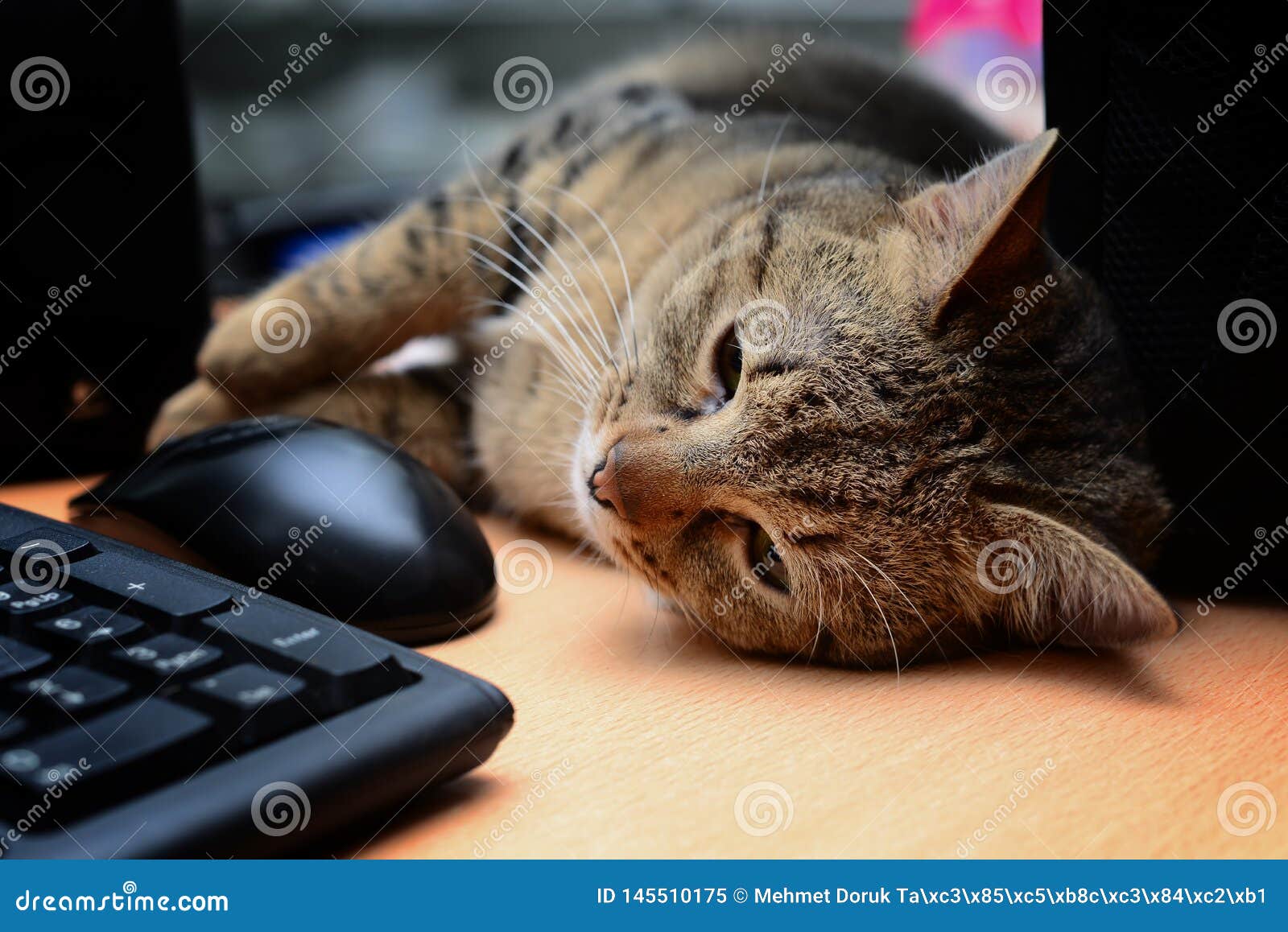 Cat Laying by the Computer Keyboard Looking Bored Close Up View Stock ...