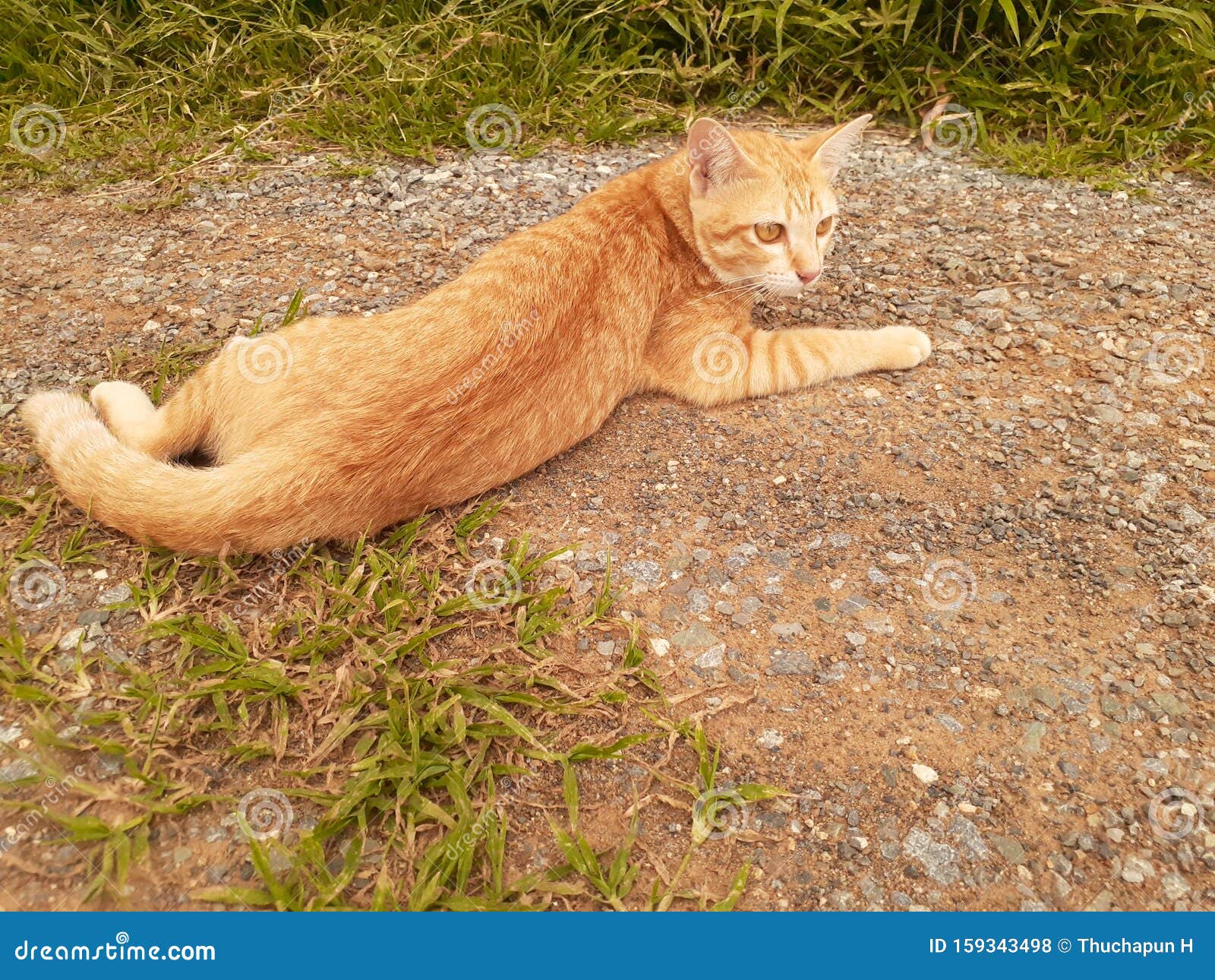 Cat Laying Down on Dirt Ground Stock Photo - Image of laying, ground ...