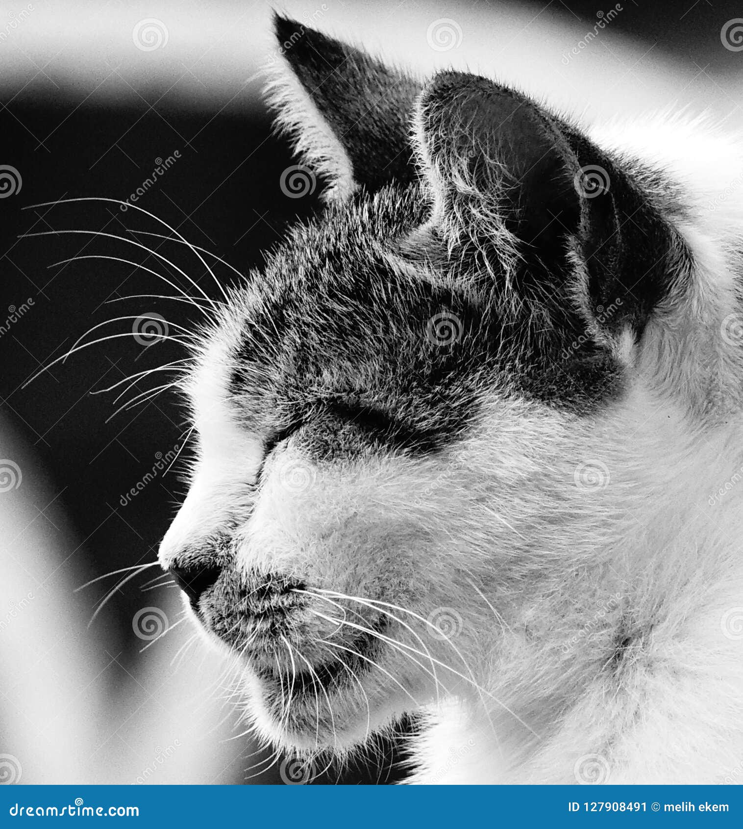 A cat laying down stock image. Image of uyuklama, side - 127908491