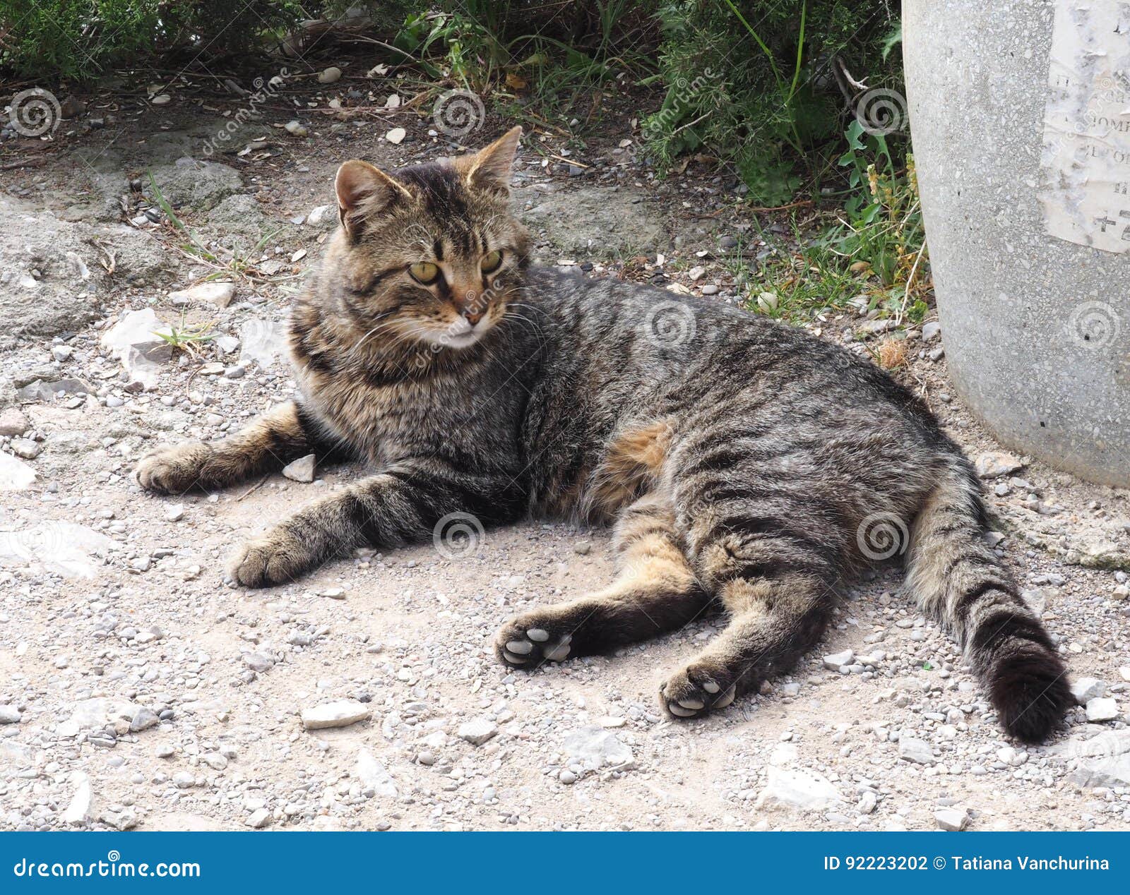 Cat Laying Down Outdoor Natural Light, Sunny Day. Selective Focus Stock ...