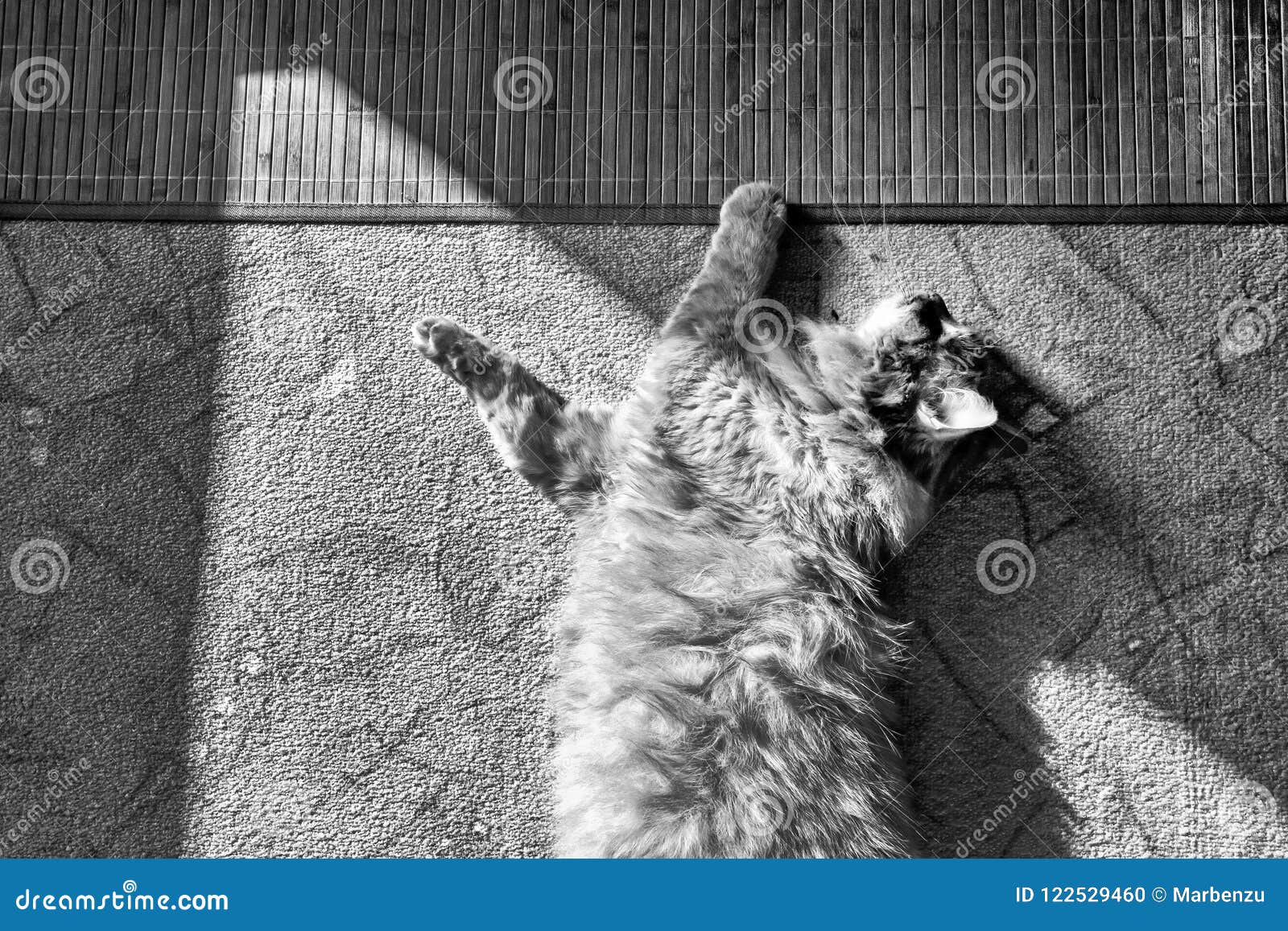 Cat laying on the floor stock photo. Image of animal - 122529460