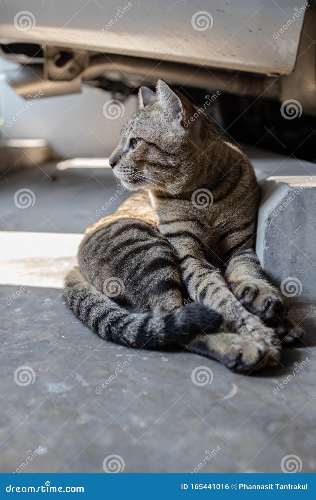 A Cat Laying on the Floor. stock photo. Image of love - 165441016