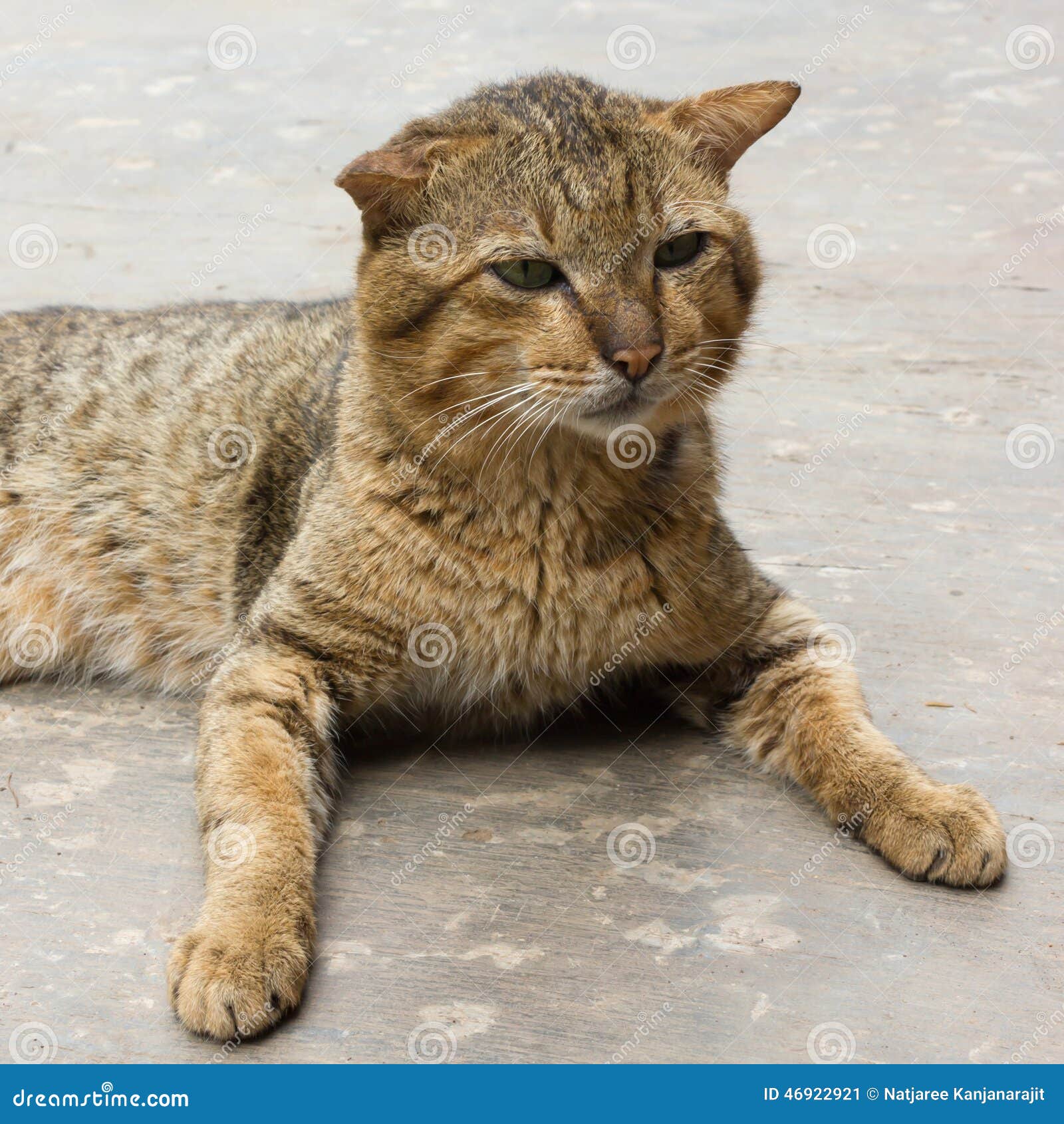 Cat laying on floor. stock image. Image of looking, domestic - 46922921