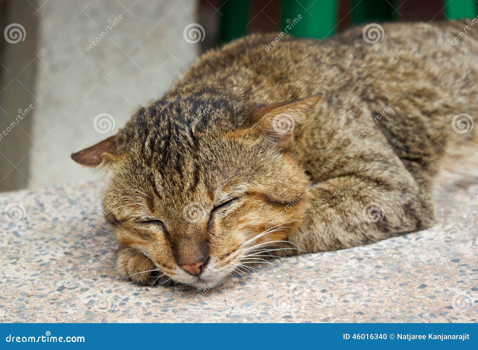 Cat laying on floor. stock photo. Image of lonely, close - 46016340