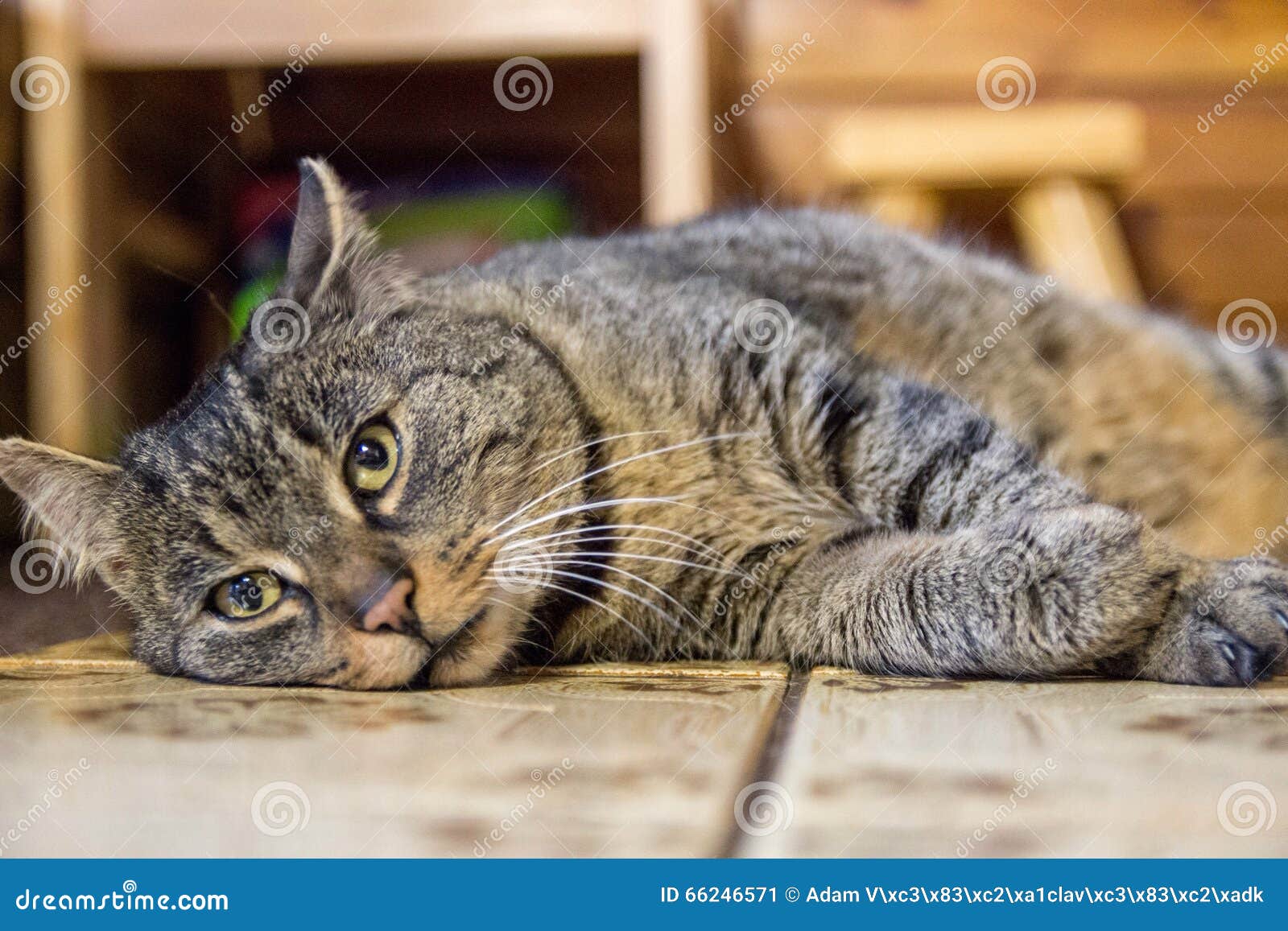 Cat laying on the floor stock image. Image of adorable - 66246571