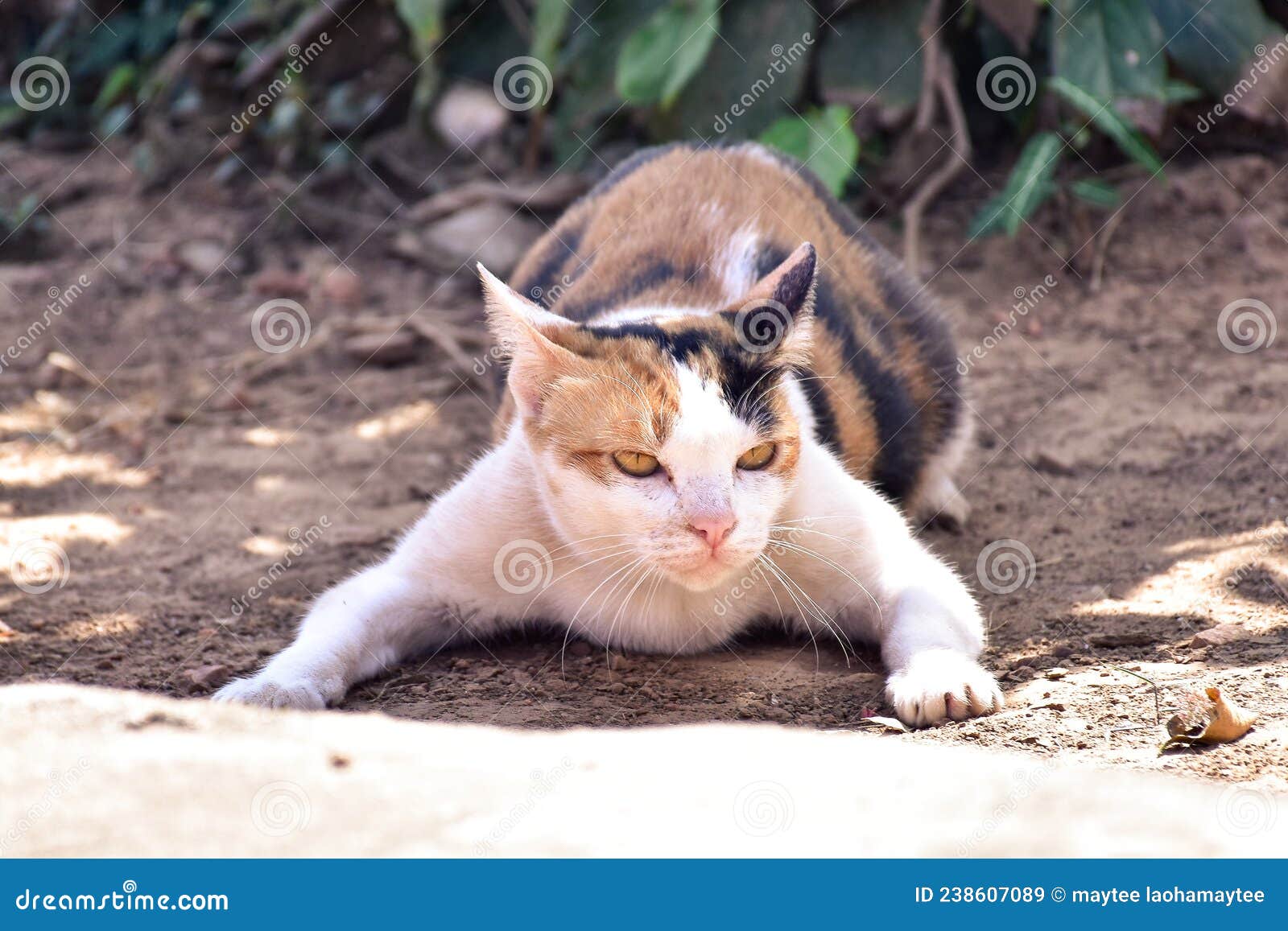 Cat is Laying on the Ground. Stock Image - Image of ground, laying ...