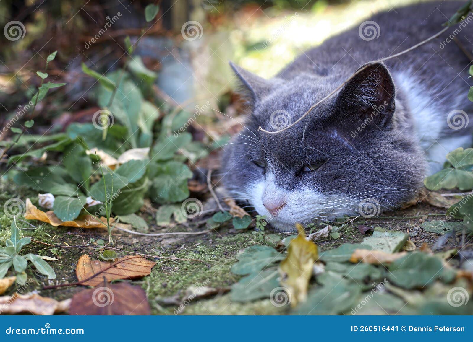 A Cat Laying on the Ground Outside Stock Image - Image of sleepy ...