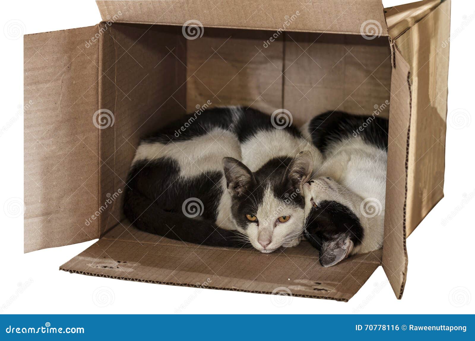 Cat Laying in His Favourite Box Stock Photo - Image of kitty, warm ...