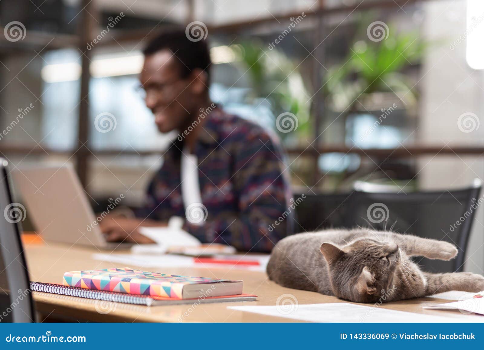 Cat Laying on His Owners Computer Table Stock Image - Image of internet ...