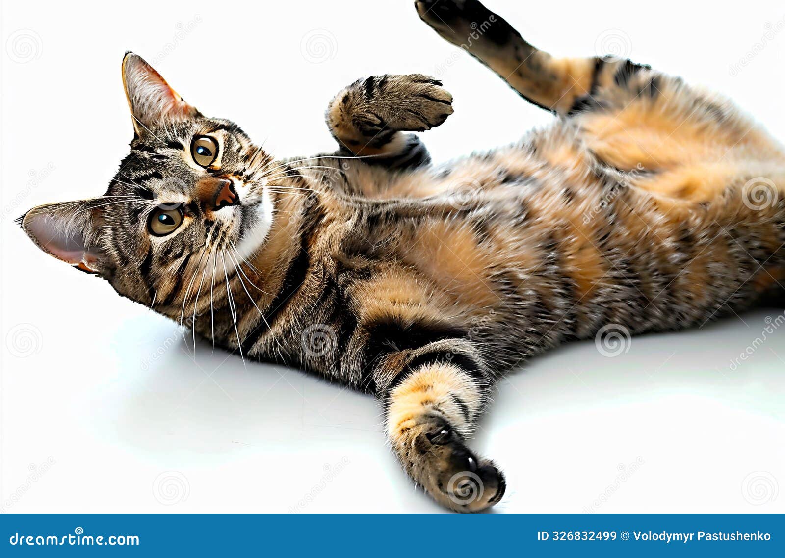A Cat is Laying on Its Back Stock Image - Image of mammal, floor: 326832499