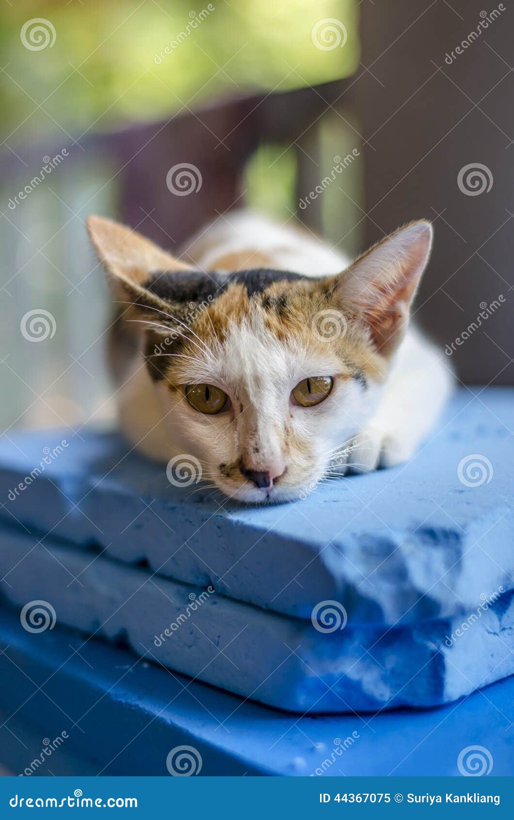 Cat laying stock image. Image of tabby, domestic, cats - 44367075