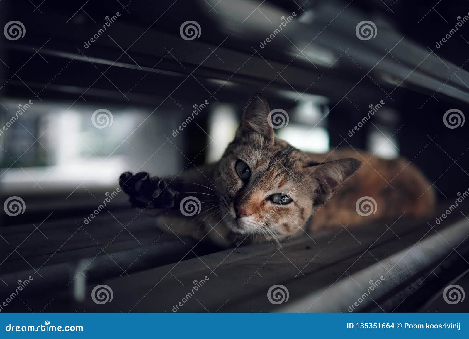 Cat stock photo. Image of laying, rack, kitty, cute - 135351664