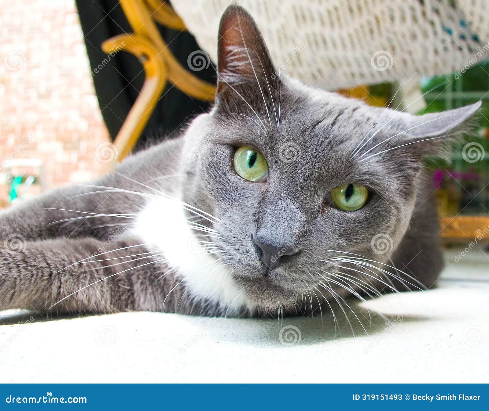Cat Laying on Side Staring at Camera Stock Image - Image of outside ...