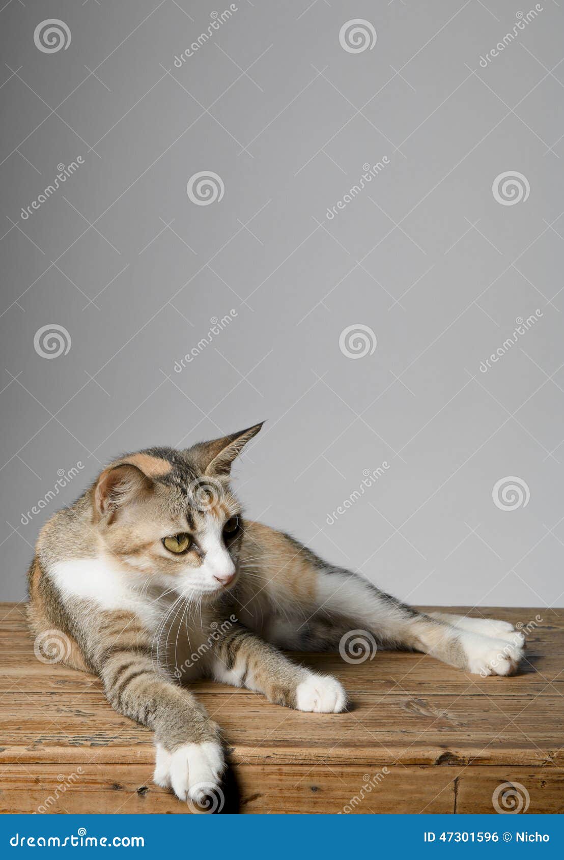 Cat Laying on a Table Top and Glancing Sideways. Stock Photo - Image of ...