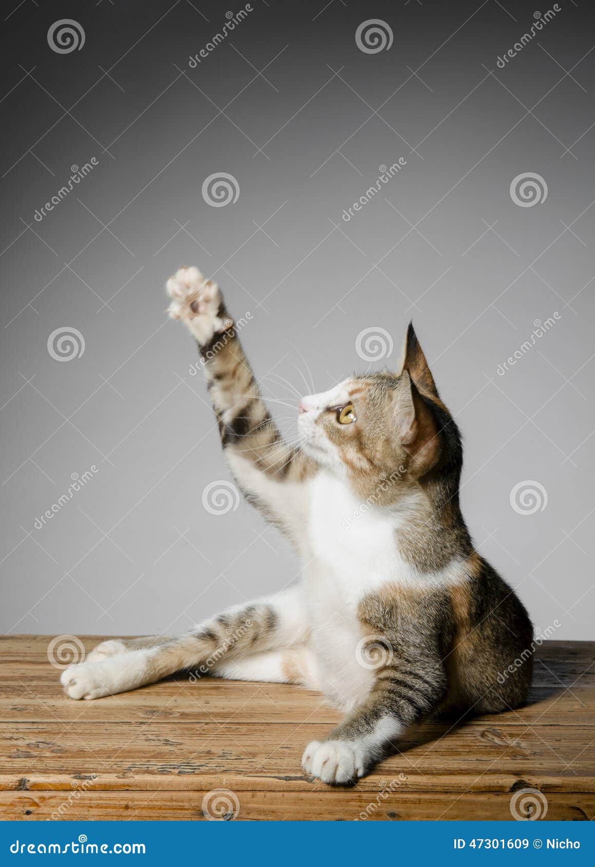 Cat Laying on a Table Top and Reaching Upwards with Its Right Paw ...