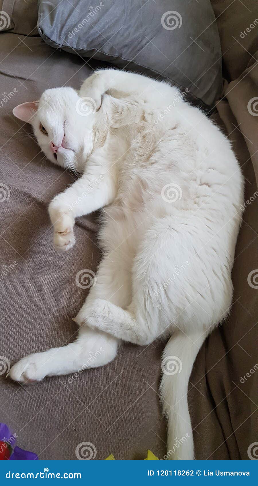 Cat stock photo. Image of animal, sleeping, dream, lazy - 120118262