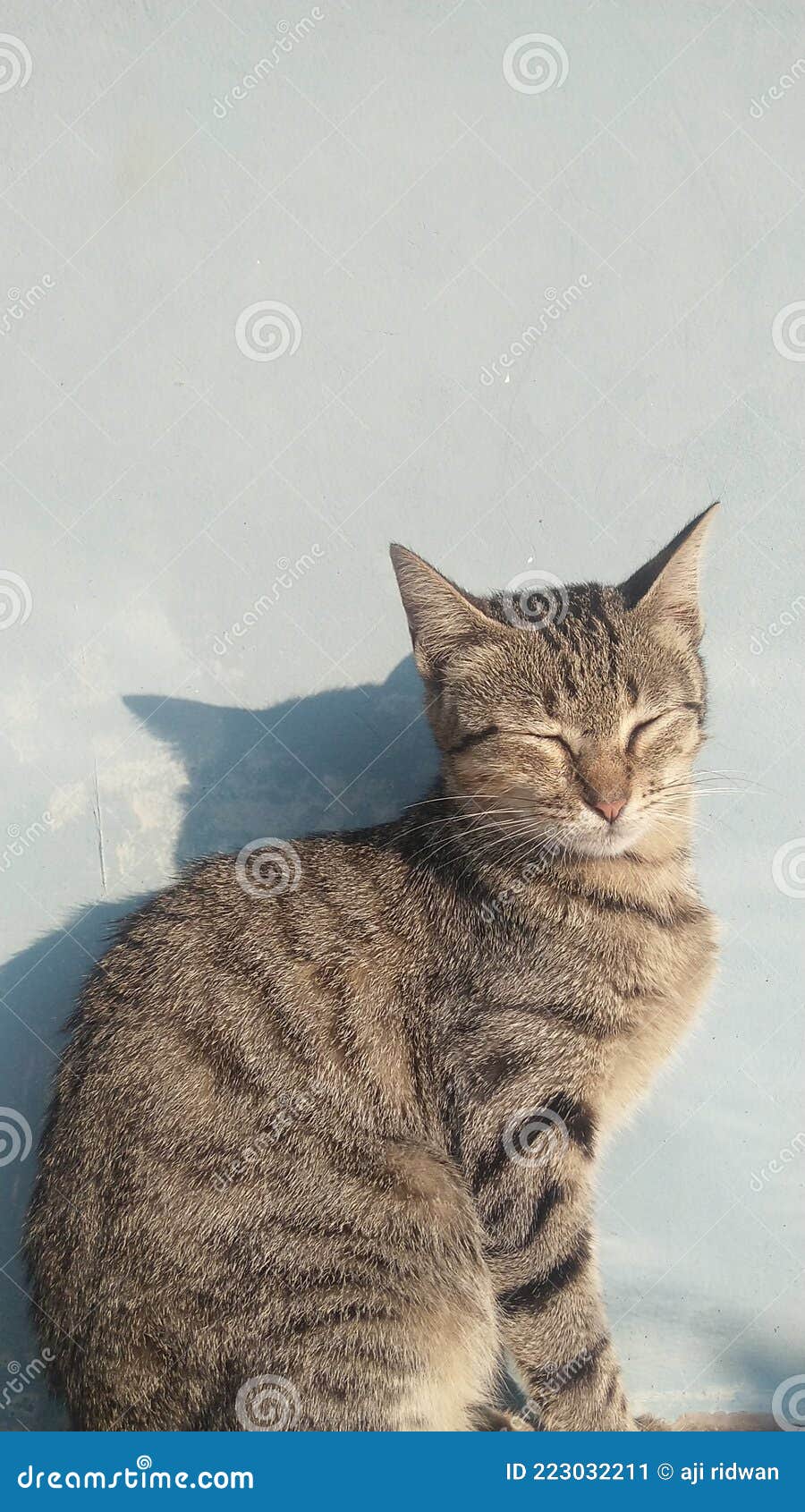 Cat Leaning Back To the Wall Stock Image - Image of blue, color: 223032211