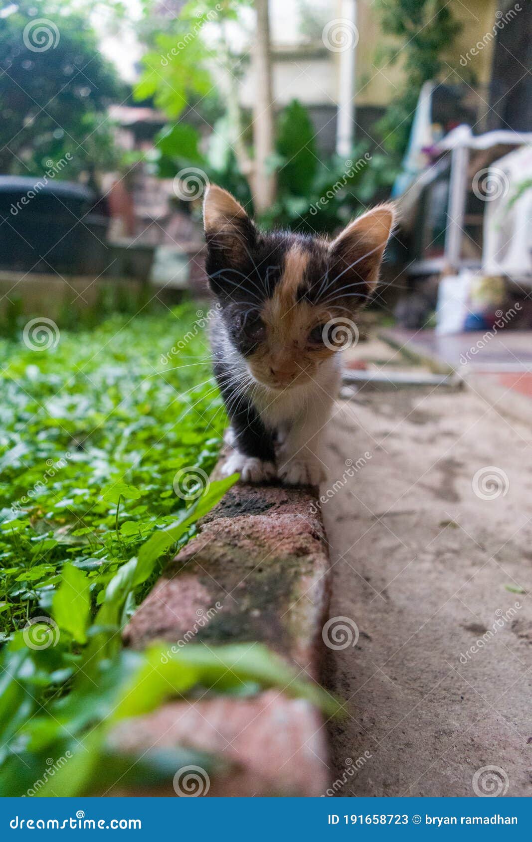 Cat learn Cat walks stock image. Image of kitten, tree - 191658723
