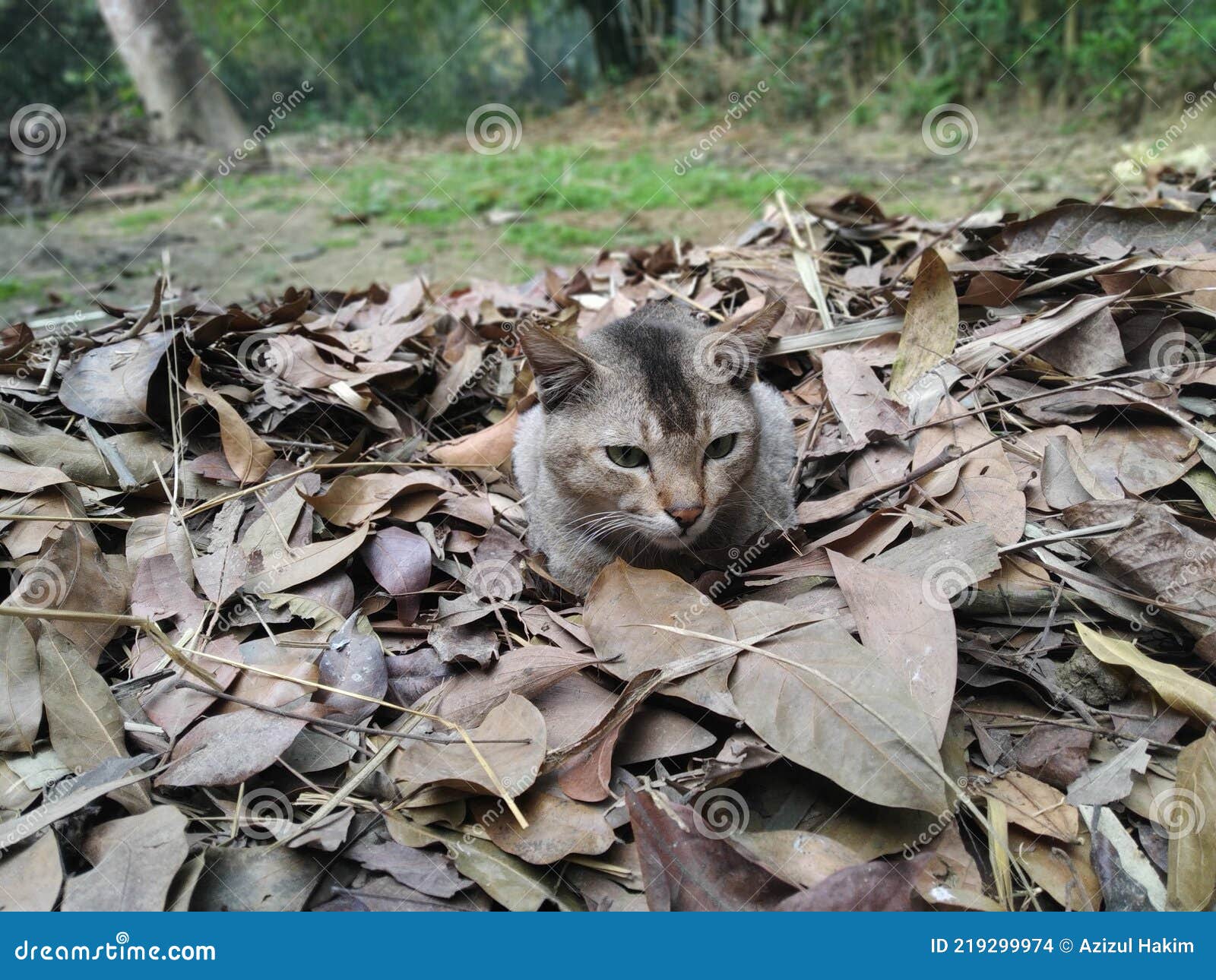 A cat in leaves stock photo. Image of wildlife, tree - 219299974