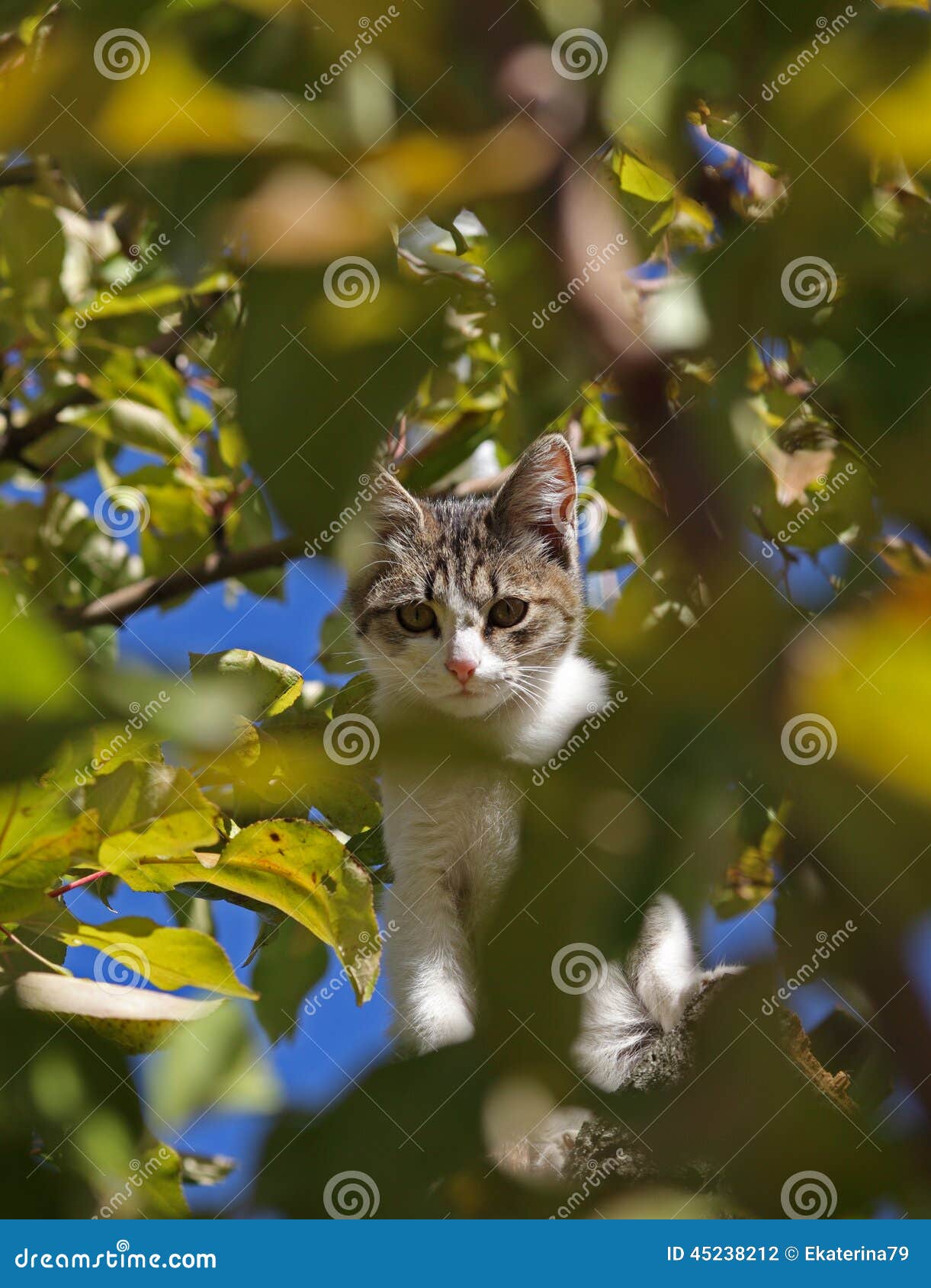 Cat in leaves stock photo. Image of leaf, cute, animal - 45238212