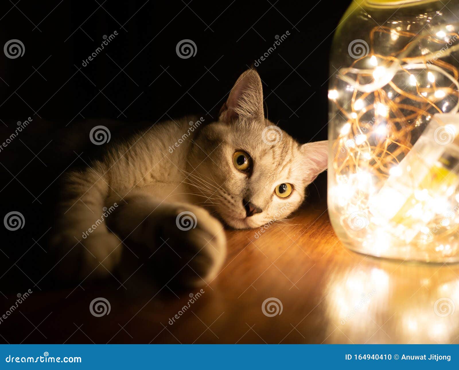 Cat and Led Strip Lights in Glass Jar Stock Photo - Image of home ...