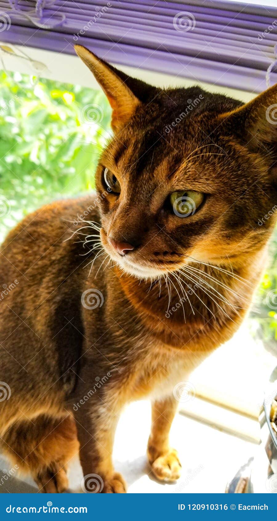 Cat on a ledge stock photo. Image of friendly, blinds - 120910316