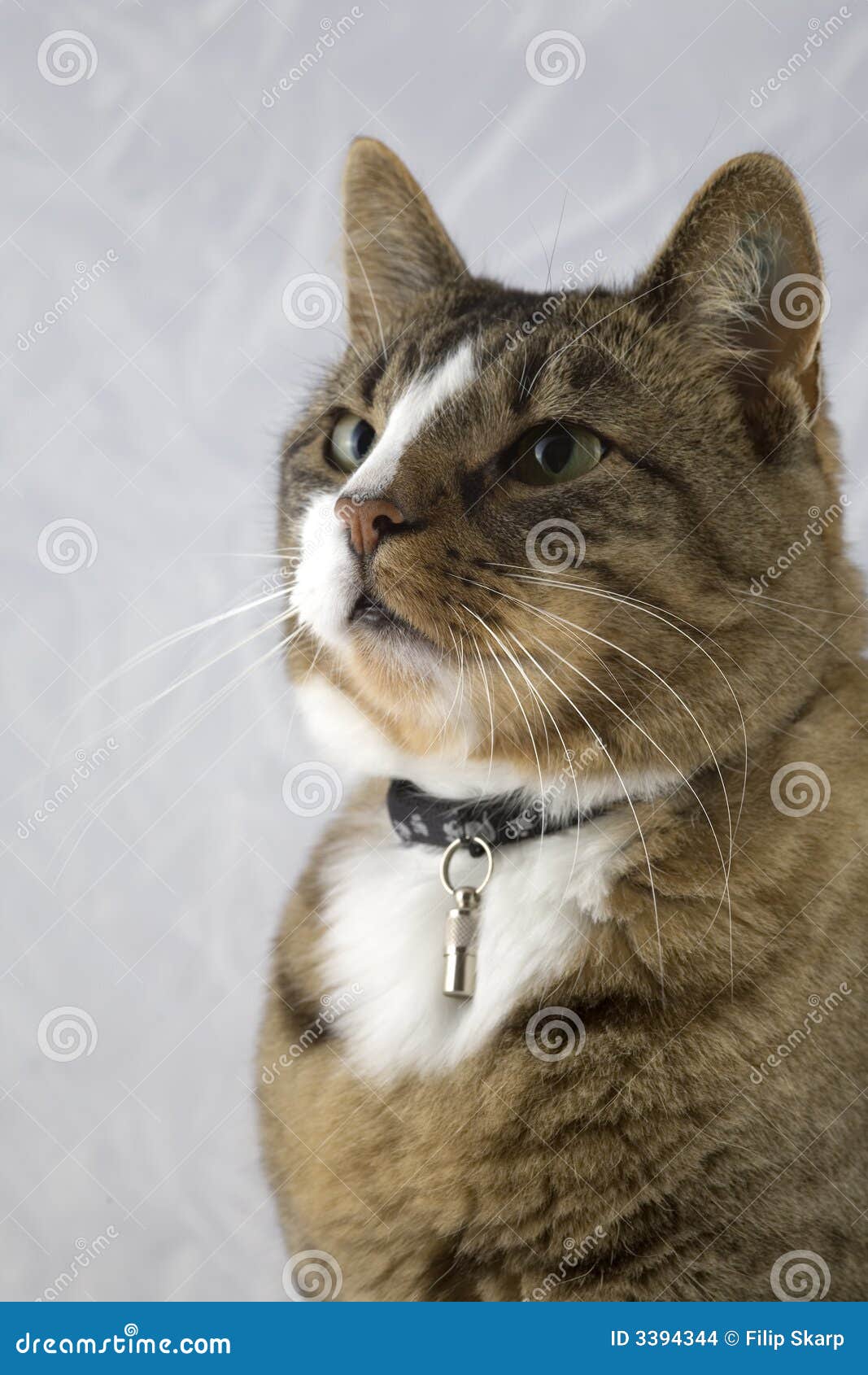 Cat in Left Profile stock photo. Image of stare, eyes - 3394344